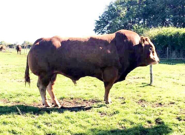 MERESIDE LORENZO – Ibreeder