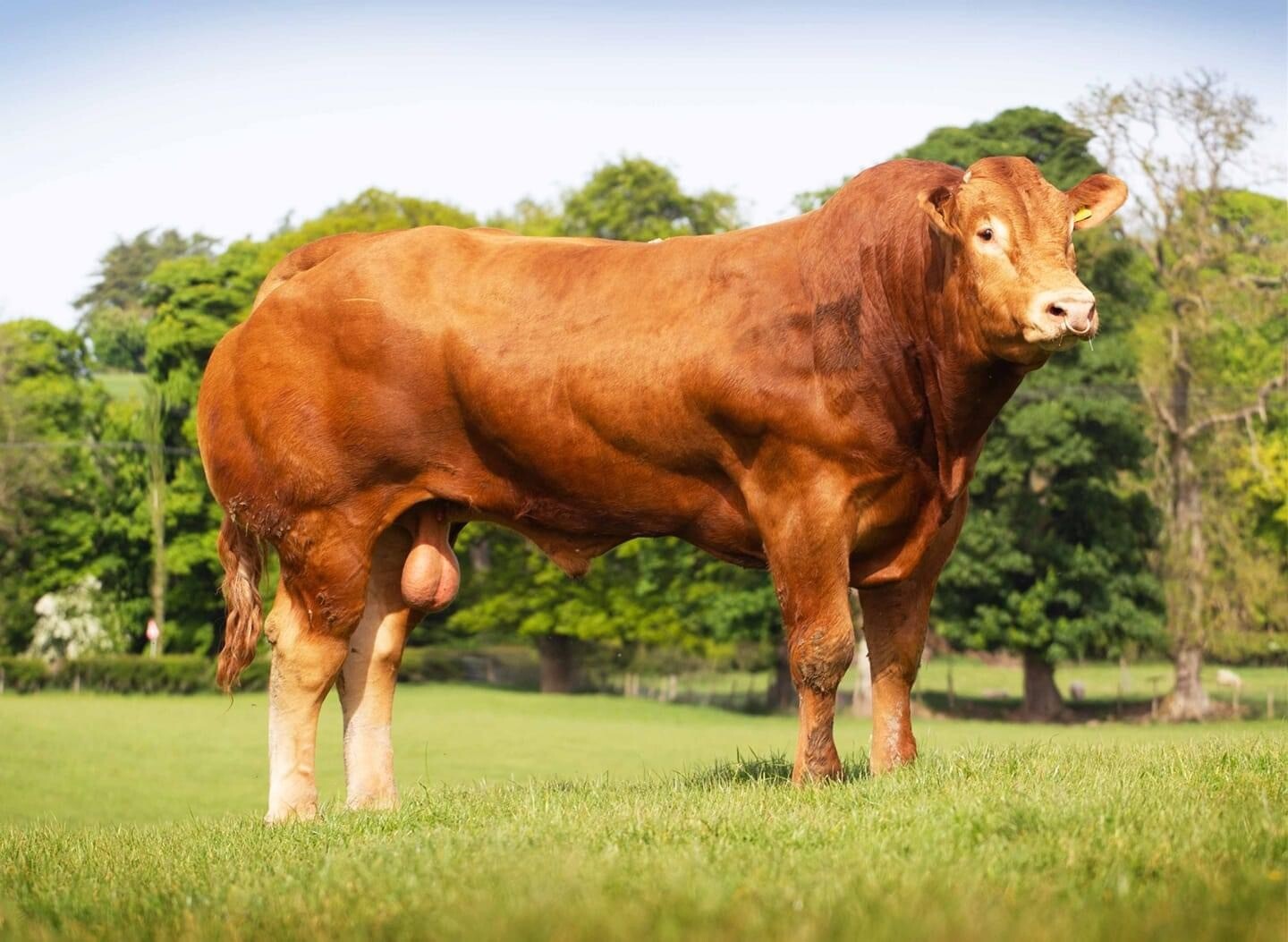 BURNBANK OFFICER – Ibreeder